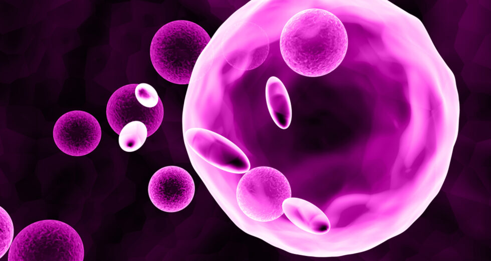 The Cells - Official site of Eat Scientifically